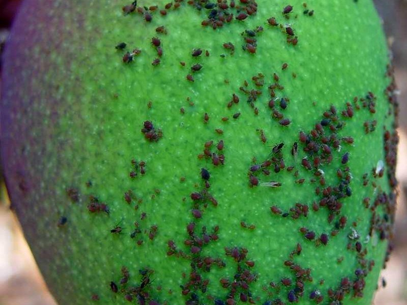 Mango (Revised) | Infonet Biovision Home.